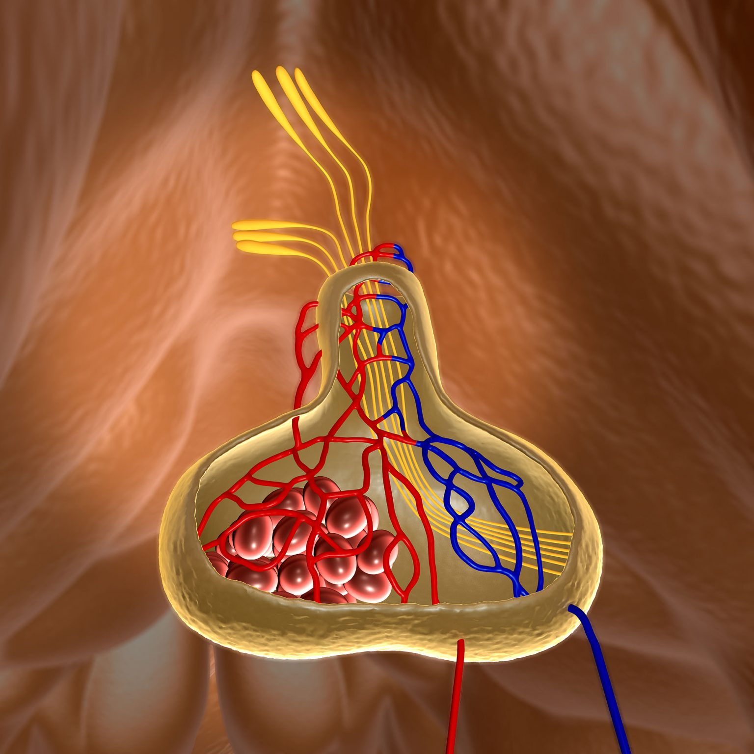 7a1 Organs HumanBio 7a1 Organs HumanBio
